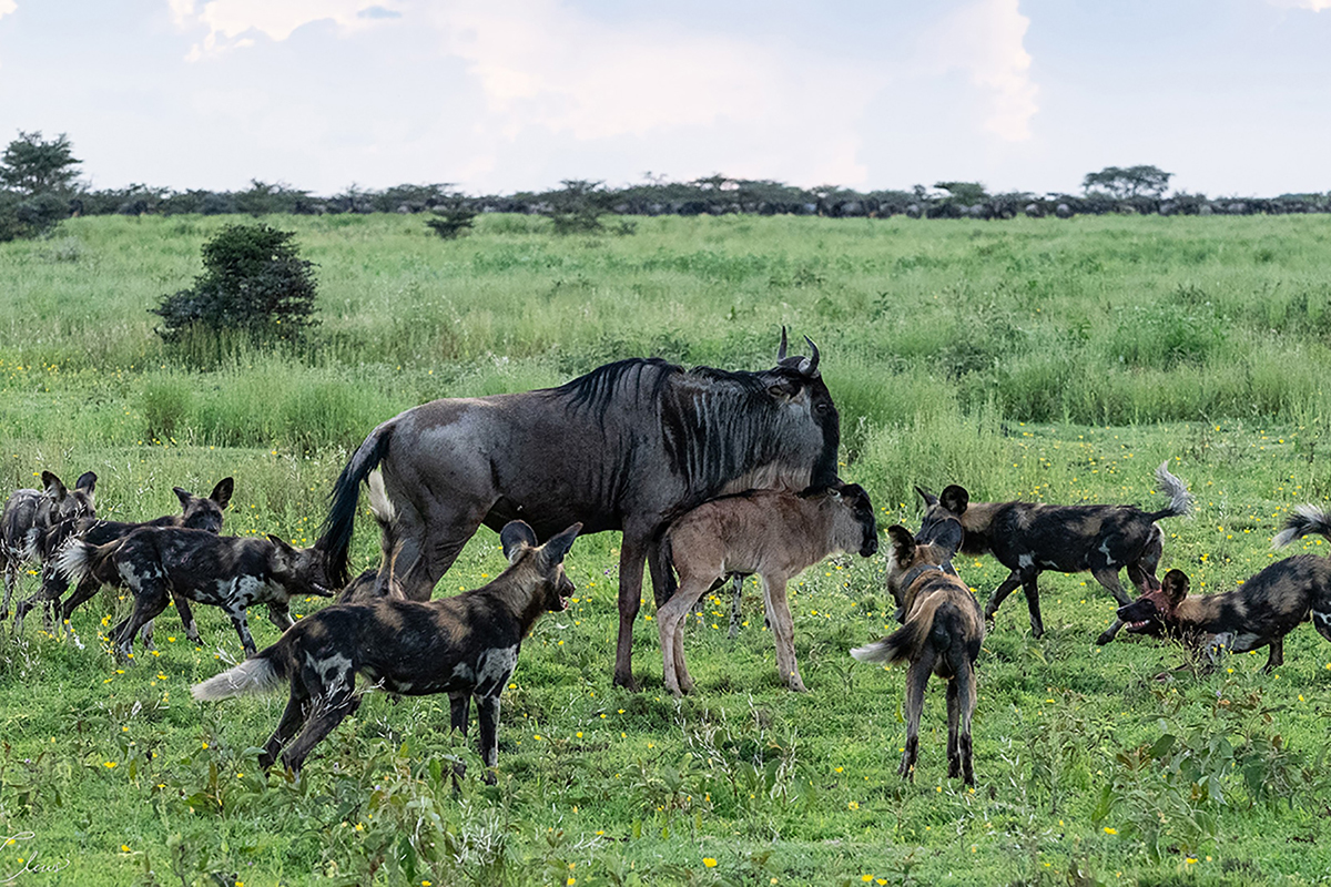 The Greatest Wildlife Show on Earth - Ahnasa